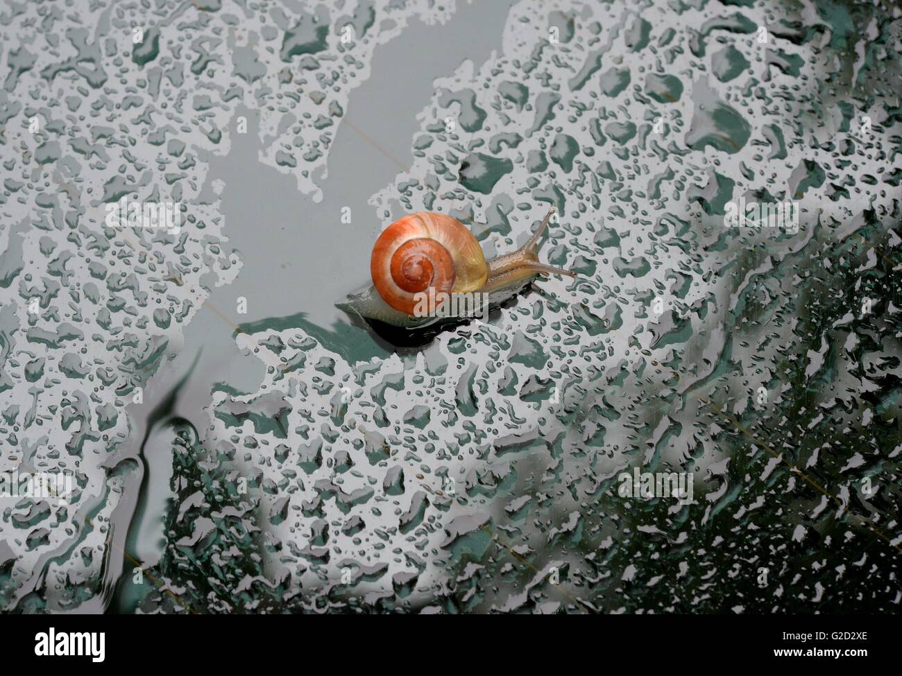 A snail on a wet window, Germany, 24. May 2016. Photo: Frank May ...