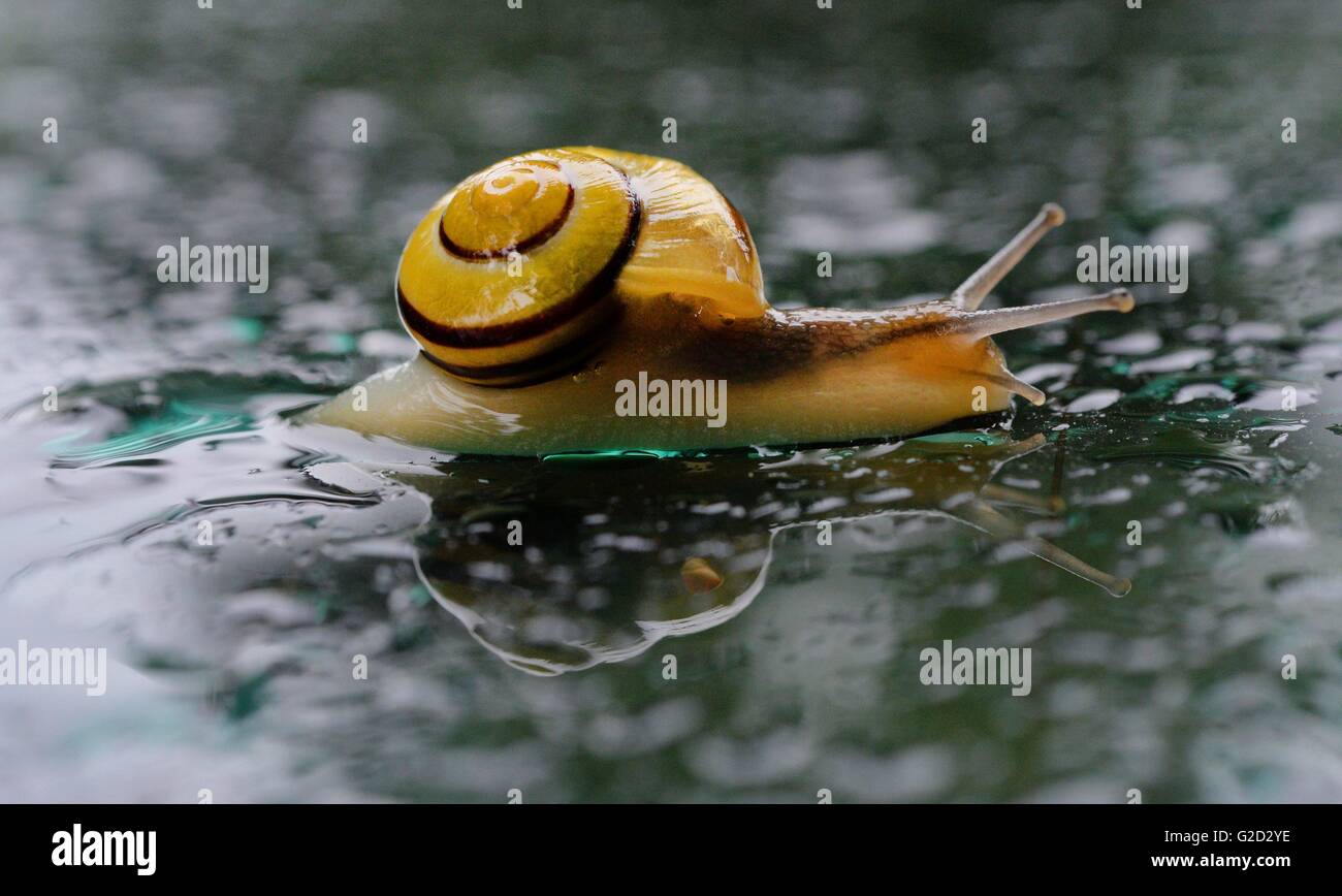 A snail on a wet window, Germany, 24. May 2016. Photo: Frank May ...