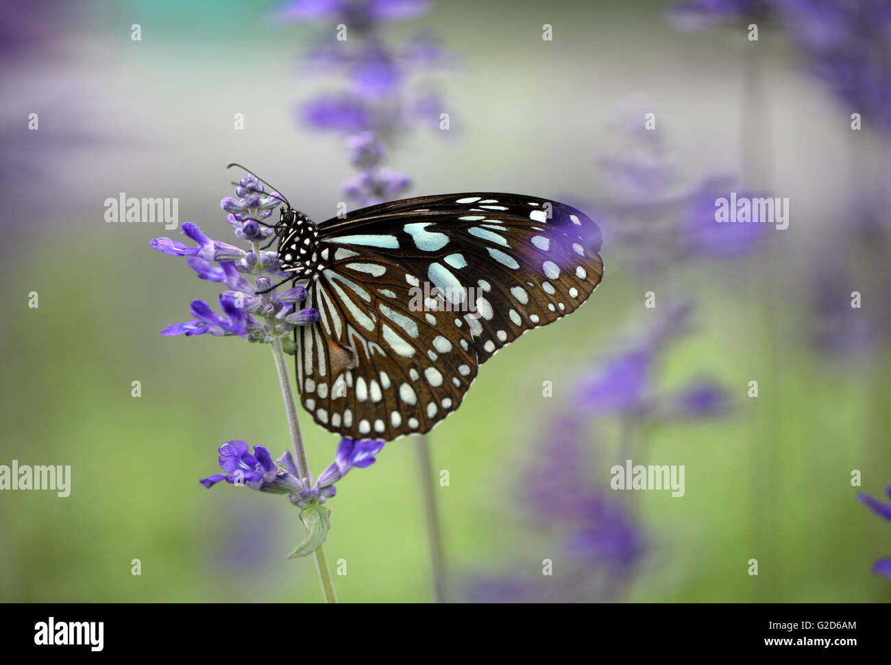 Hengyang, China's Hunan Province. 28th May, 2016. A butterfly is seen ...