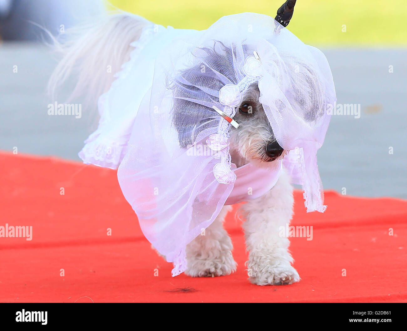 Toronto, Canada. 28th May, 2016. A dressed up pet dog walks the runway ...