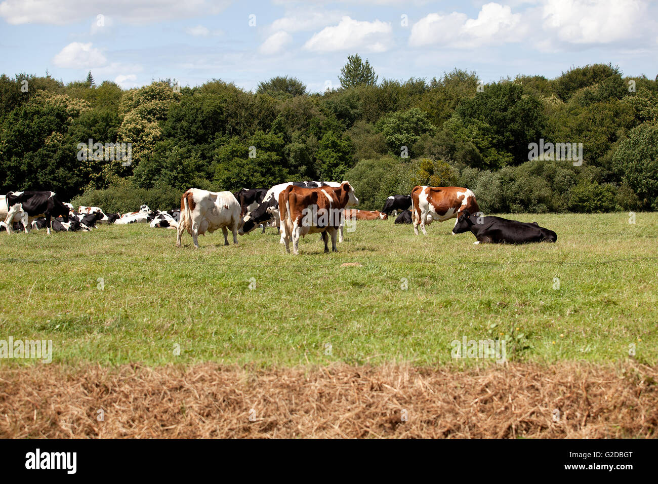 Grazing Cows on the range in summer Stock Photo - Alamy