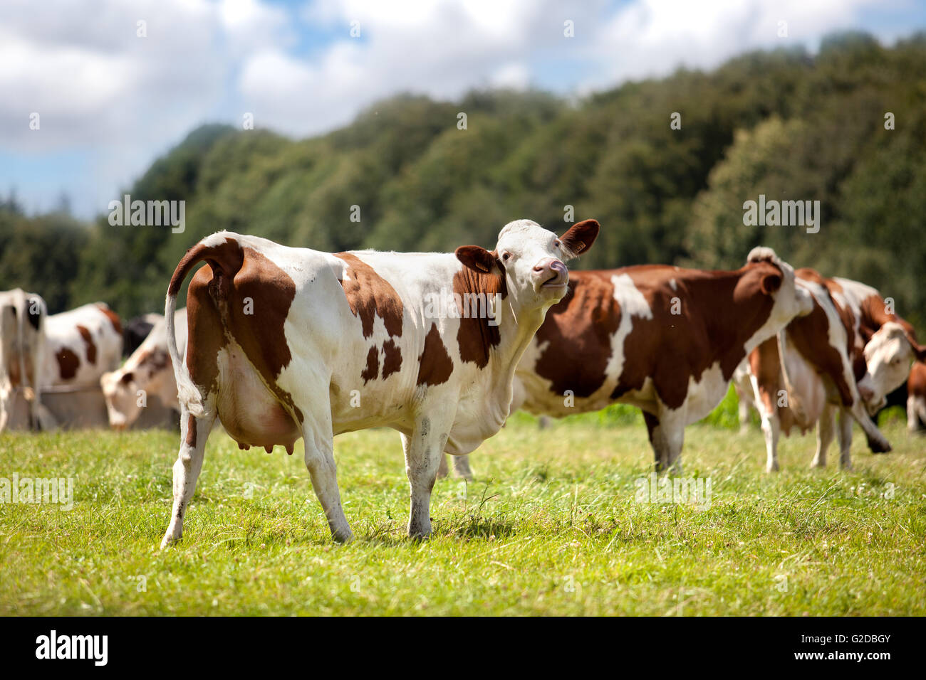 Grazing cows on hi-res stock photography and images - Alamy