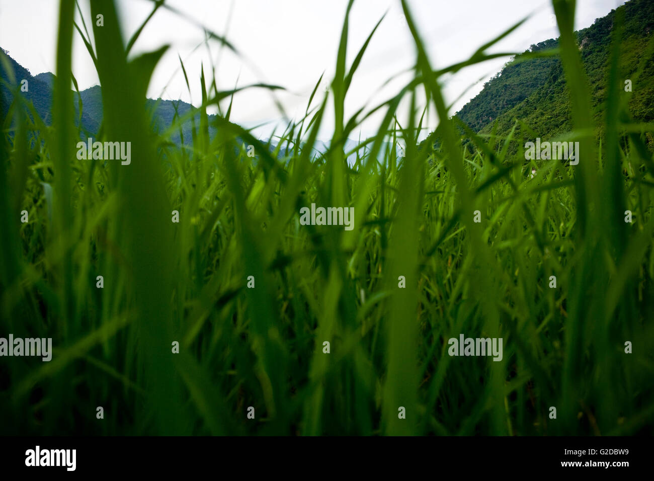 Worm's Eye View of Grass Field Stock Photo - Alamy