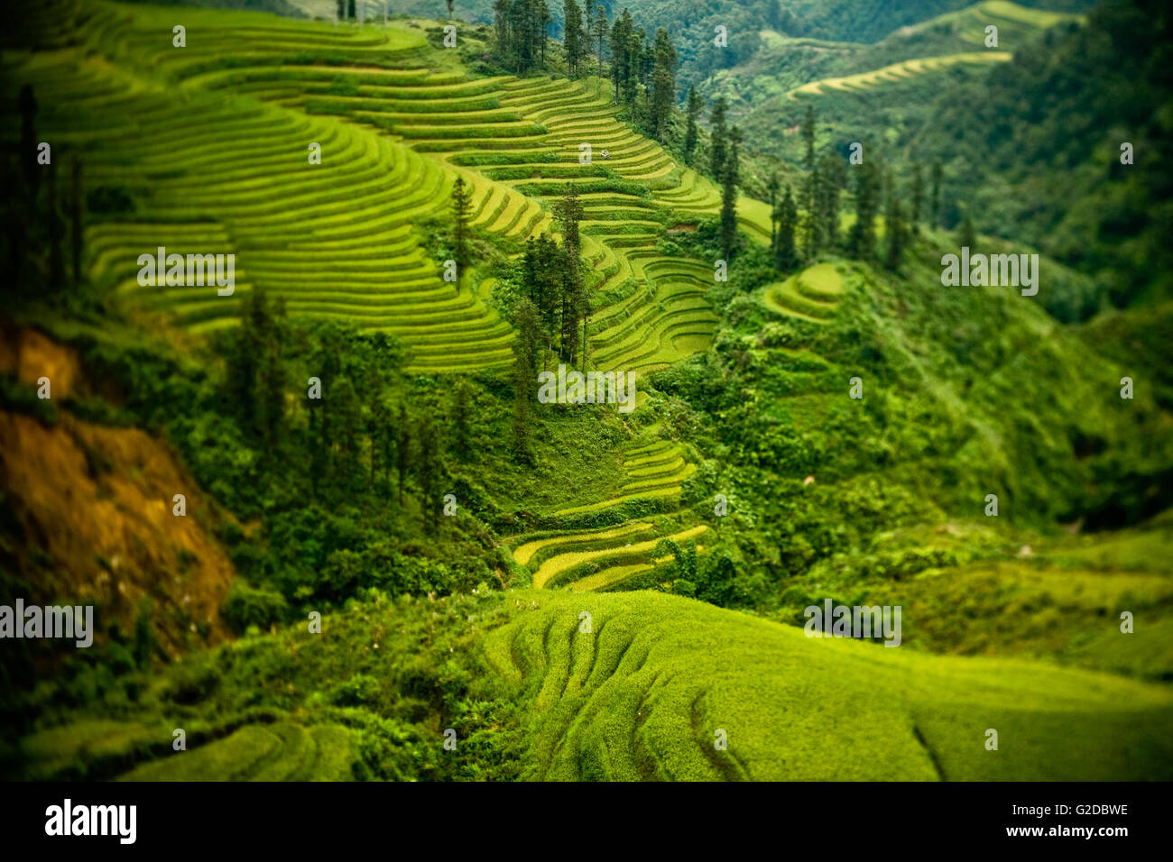 Lush green terraced fields in hi-res stock photography and images - Alamy