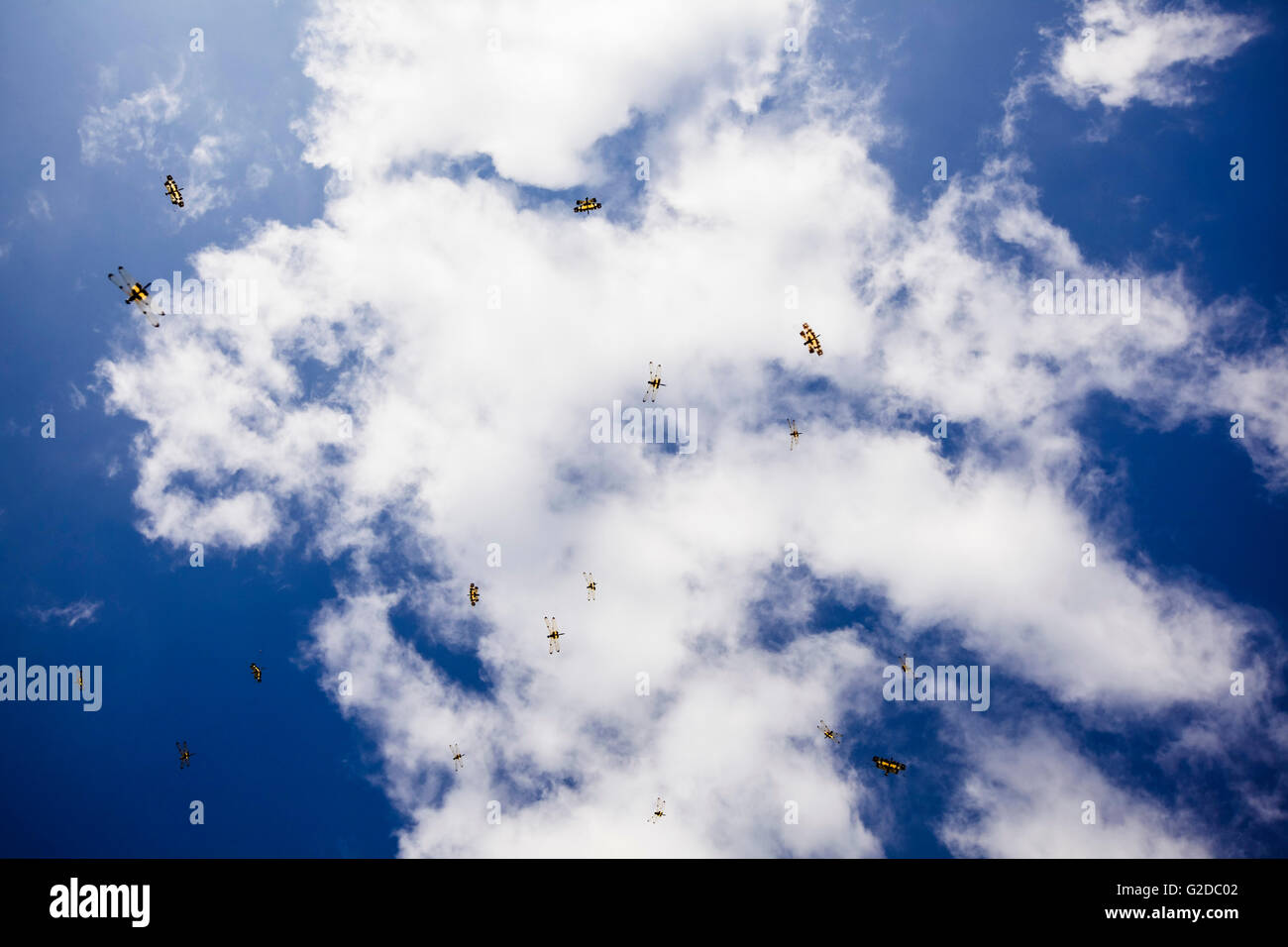 Insects Flying Against Blue Sky and Clouds, Low Angle View, Siem Reap ...