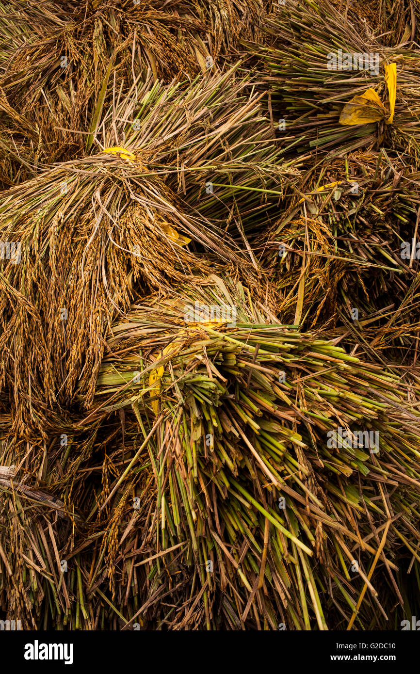 Fresh Cut Rice Stalks, Vietnam Stock Photo - Alamy