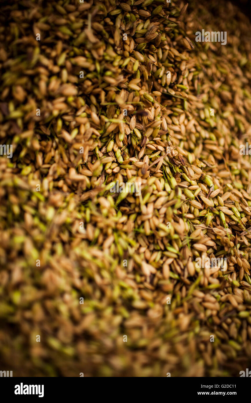 Rice Grains, Close Up Stock Photo - Alamy