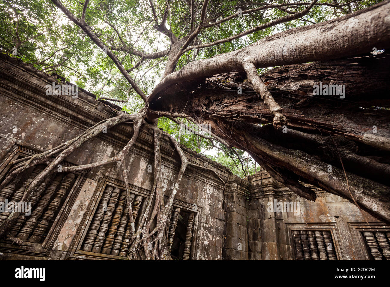 Large Banyan Tree and Beng Mealea Temple, Low Angle View, Siem Reap ...