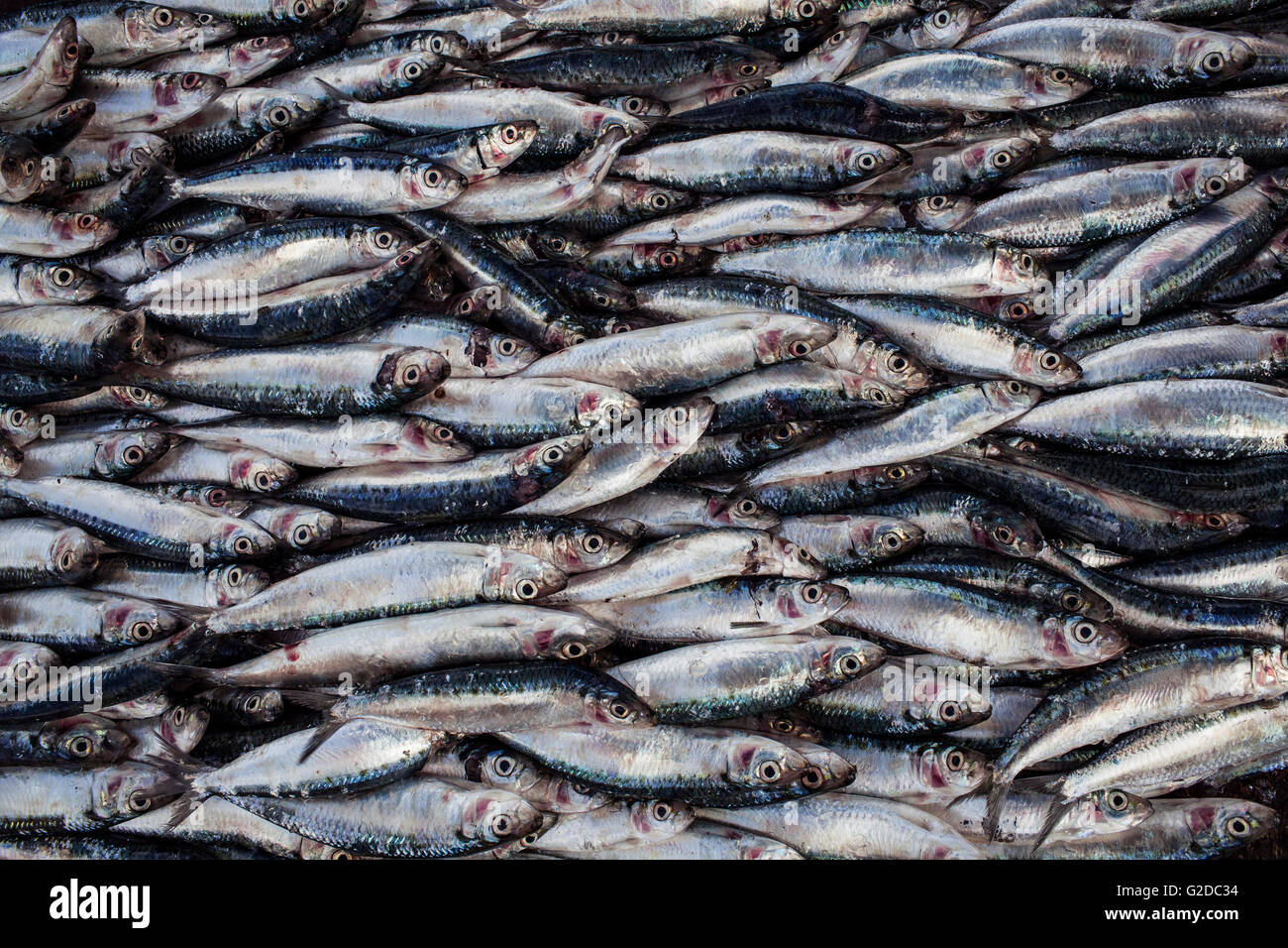 Galle Sri Lanka Fish Market High Resolution Stock Photography and ...
