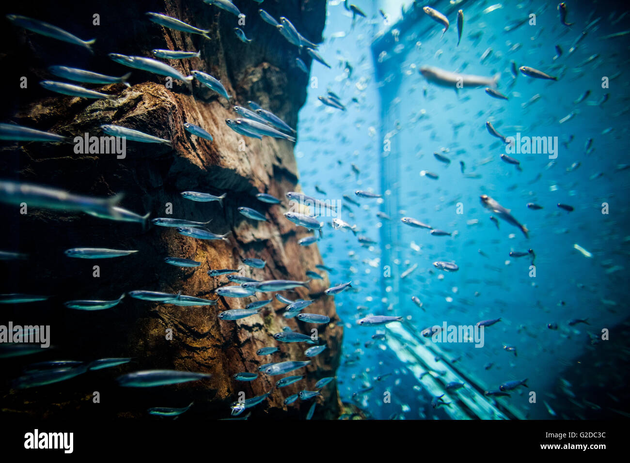 Small Fish in Aquarium, Osaka, Japan Stock Photo - Alamy