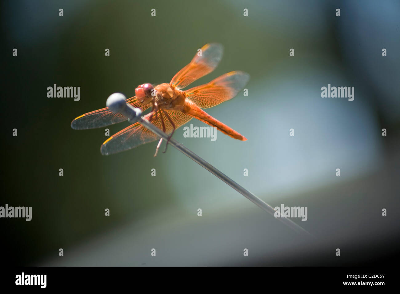 Dragonfly on Car Antenna Stock Photo - Alamy