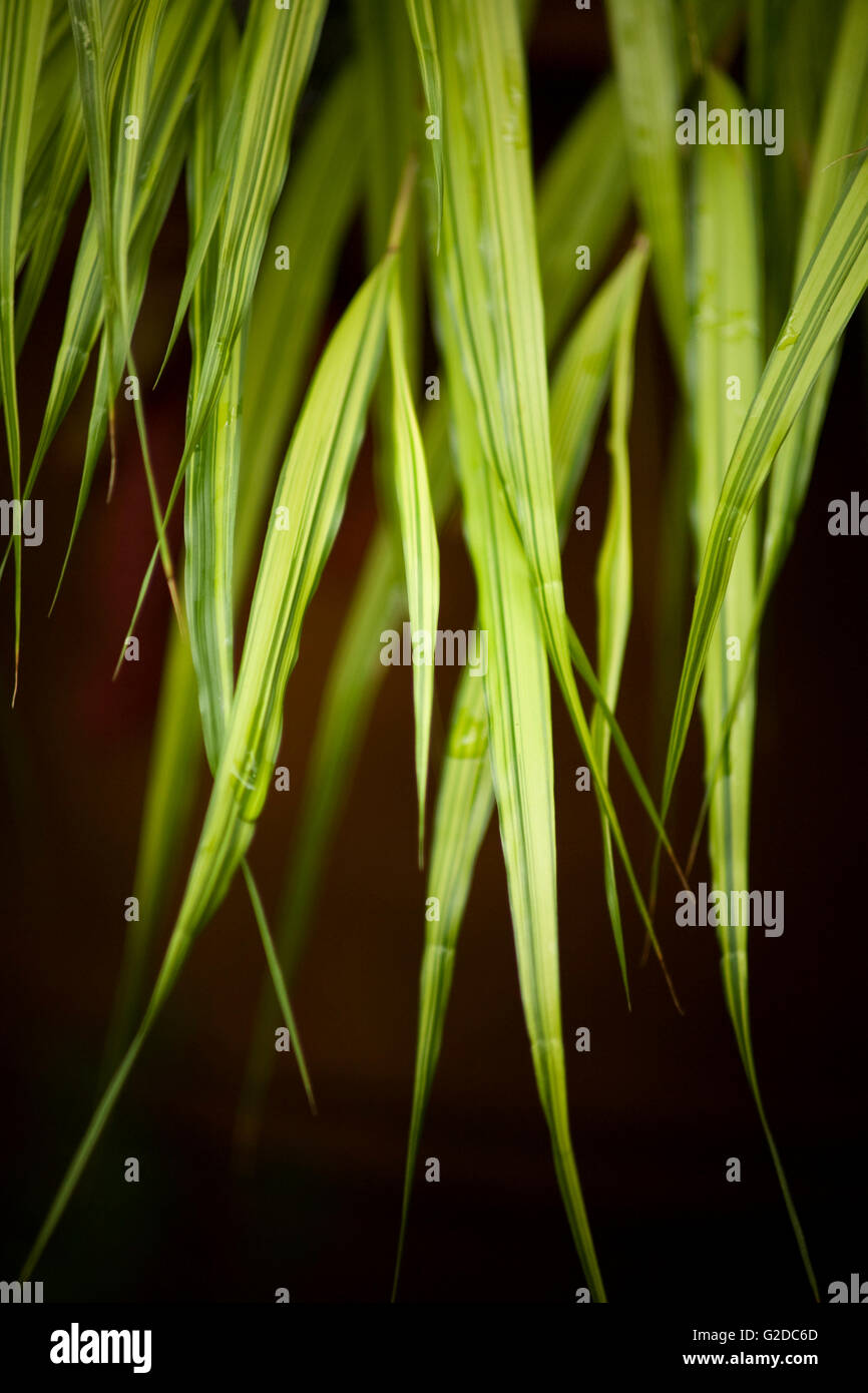 Long Green Plant Leaves Stock Photo - Alamy