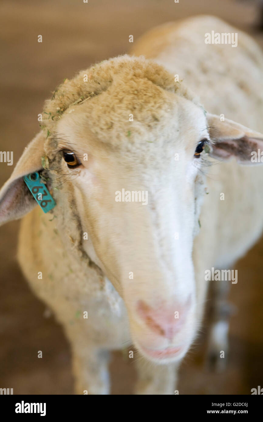 Ear tagged sheep hi-res stock photography and images - Alamy