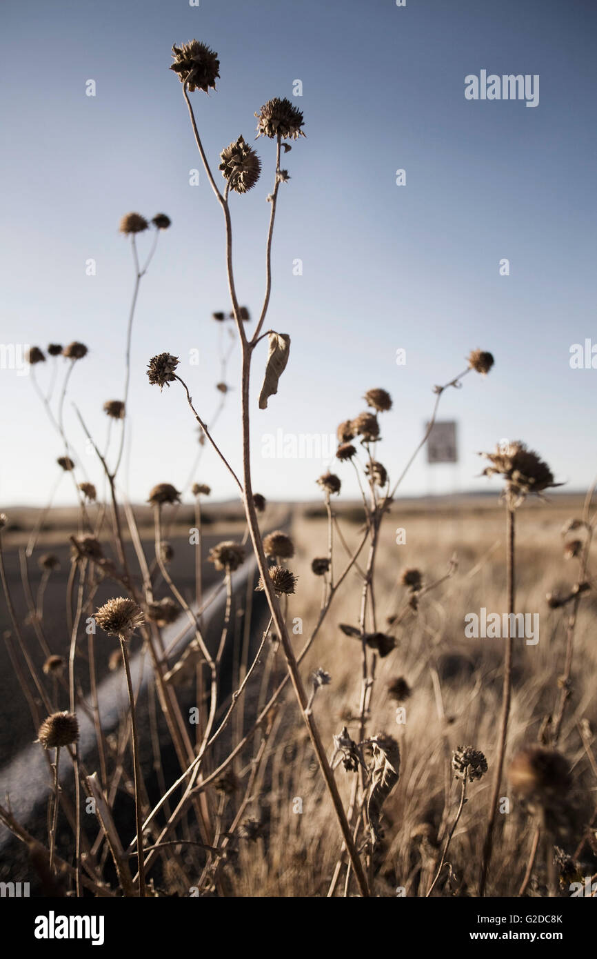 Dry Shrubs Along Open Road, Route 66, Arizona, USA Stock Photo - Alamy