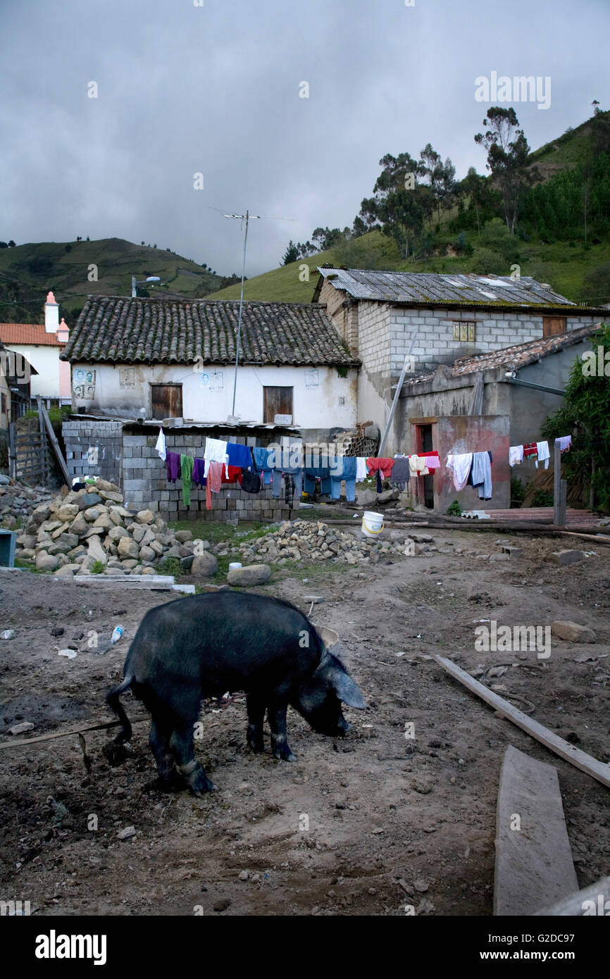 Pig and Clothesline in Rundown Backyard, Chugchilan, Ecuador Stock ...