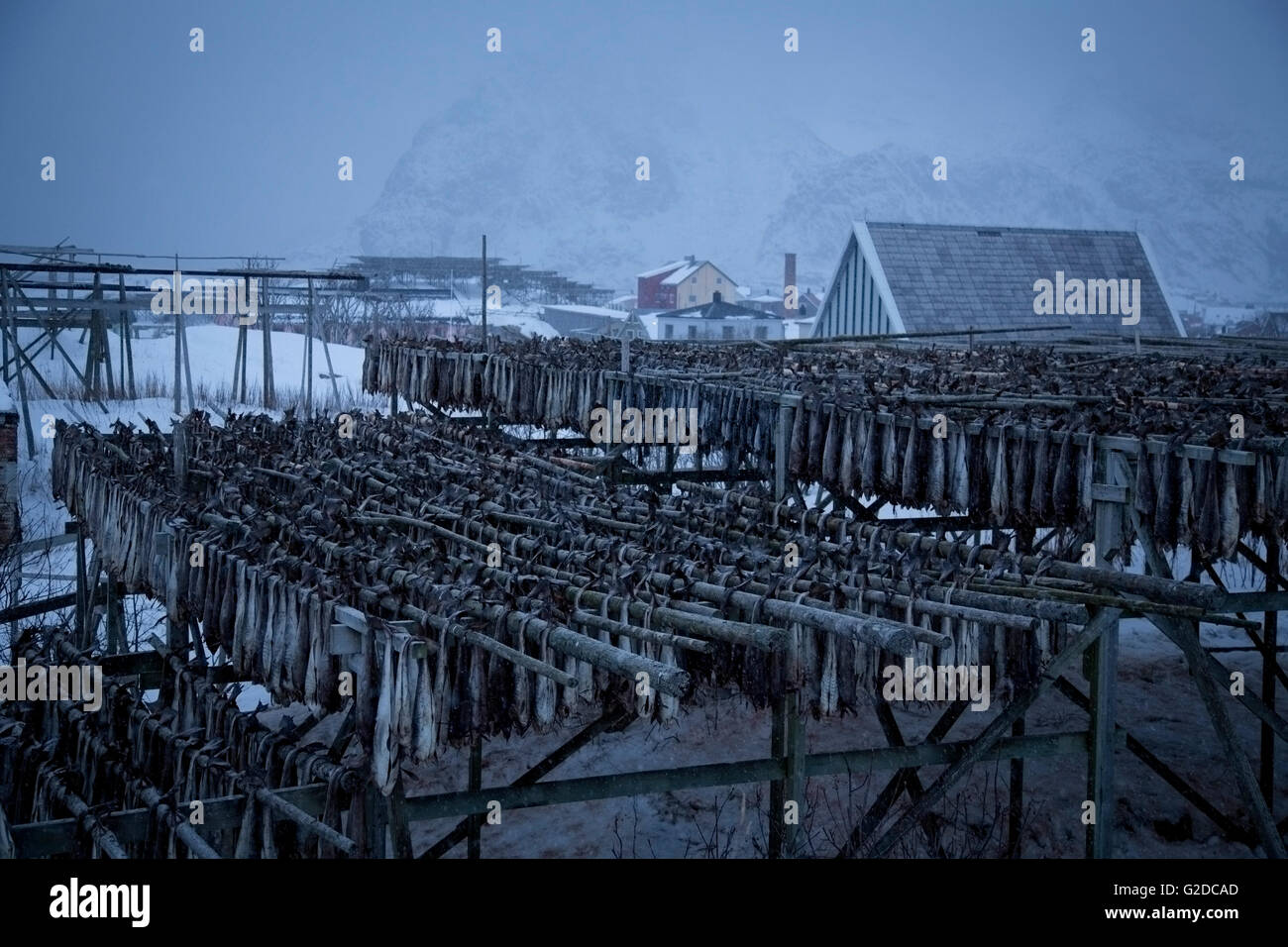 Racks of Drying Fish in Blue Winter Landscape, Norway Stock Photo - Alamy