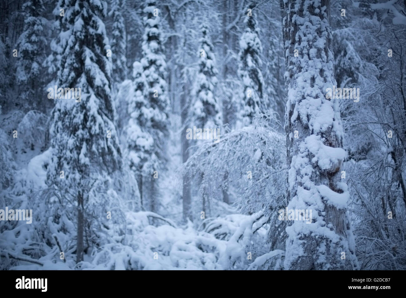 Alaska trees snow hi-res stock photography and images - Alamy