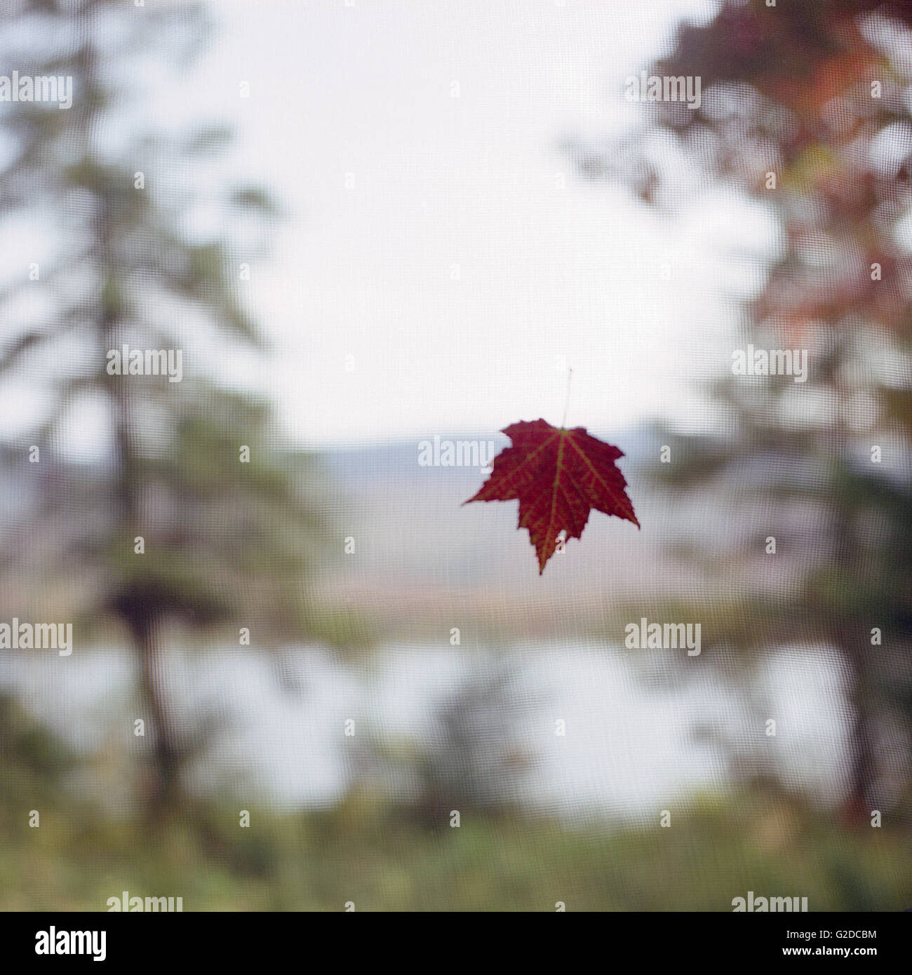 Maple Leaf Stuck to Screen Stock Photo - Alamy