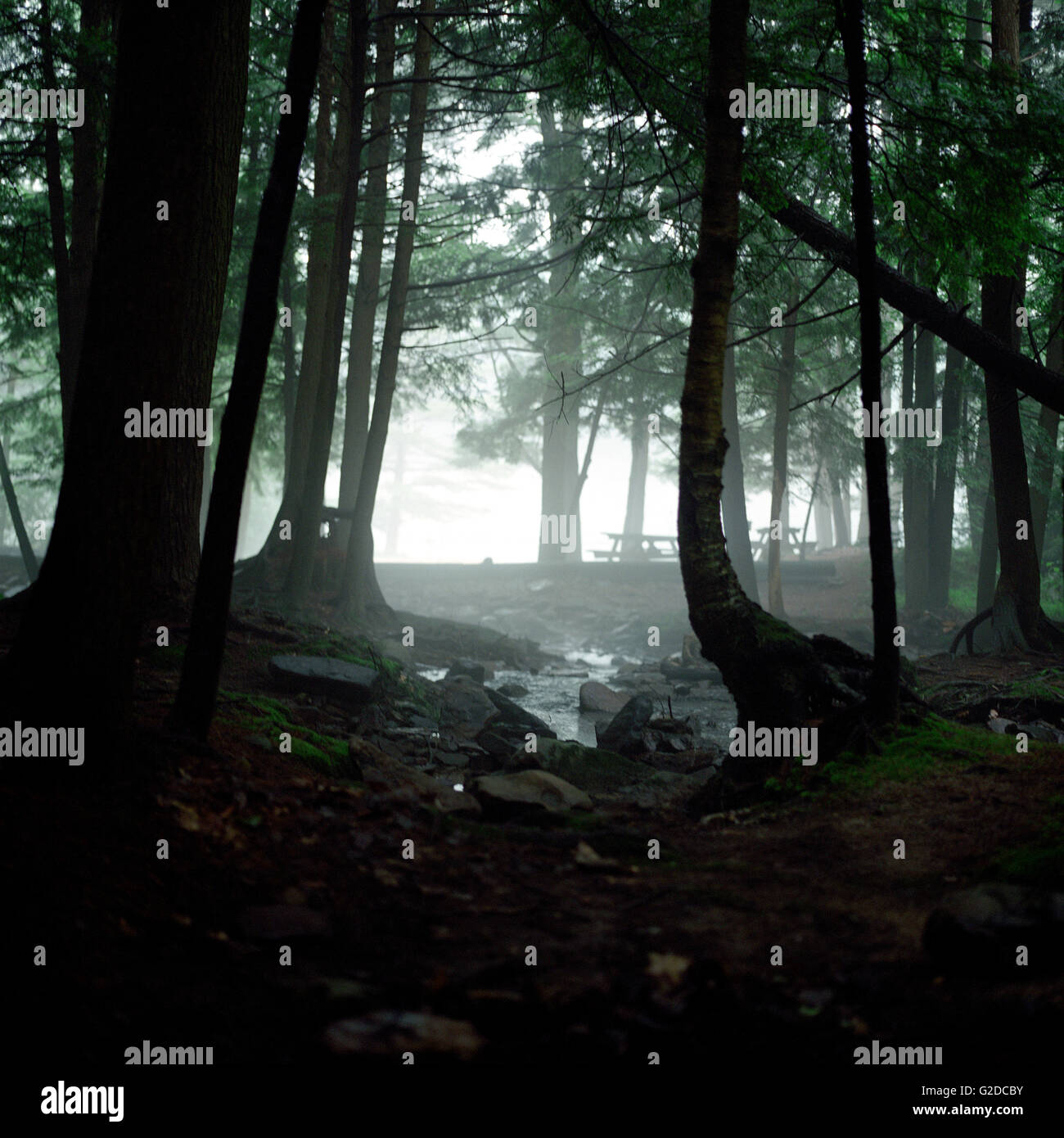 Foggy Woods and Stream Stock Photo - Alamy