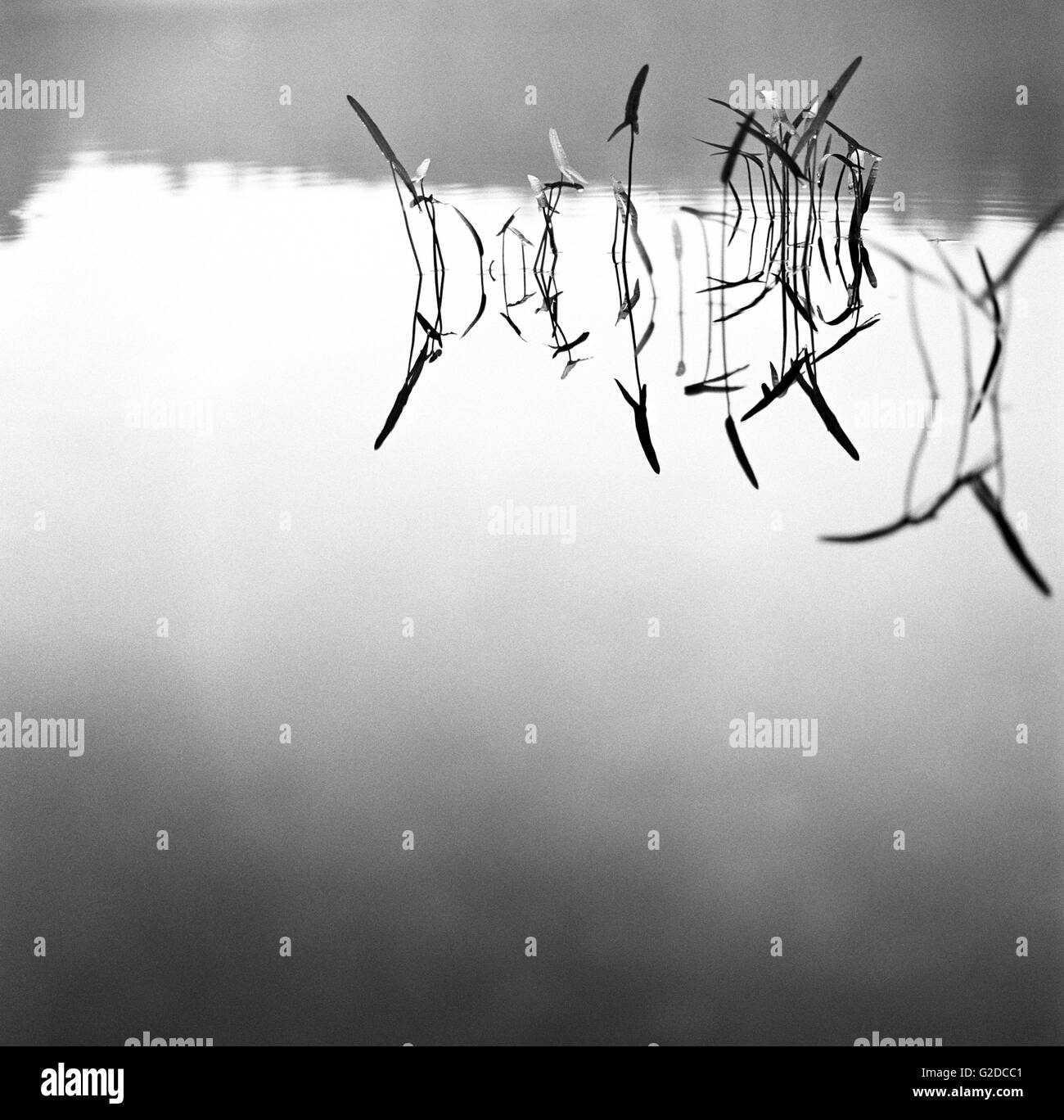 Plants Reflecting in Water Stock Photo - Alamy