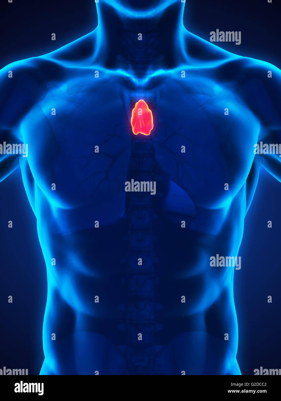 The Thymus And The Thyroid Gland High Resolution Stock Photography and ...