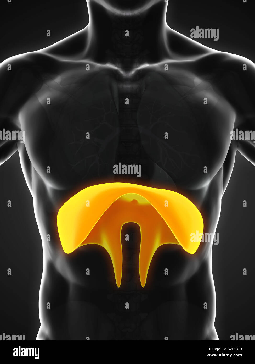 Human Diaphragm Anatomy Stock Photo - Alamy