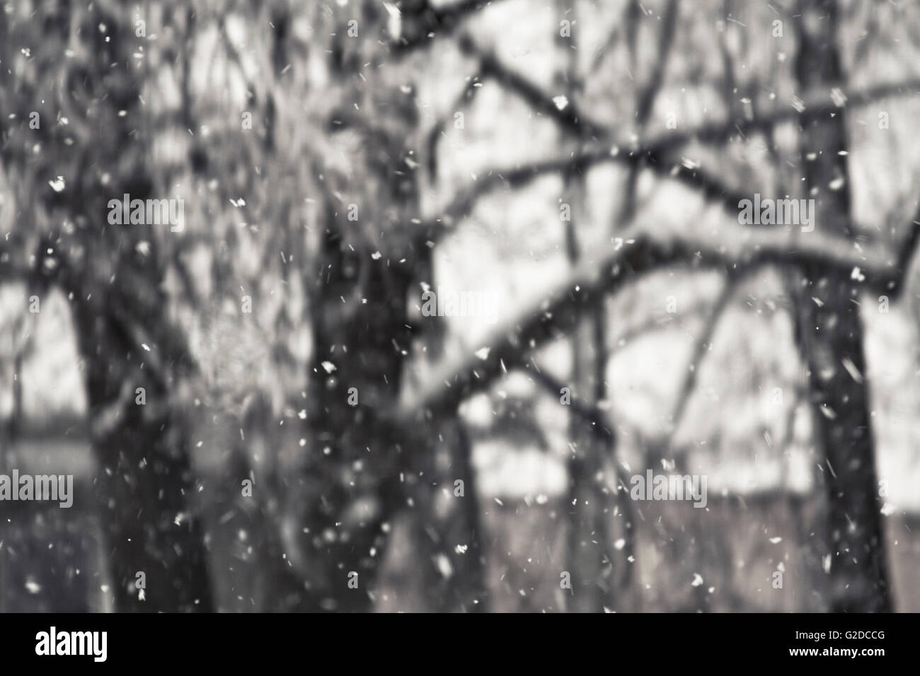 Snow Falling and Winter Trees Stock Photo - Alamy