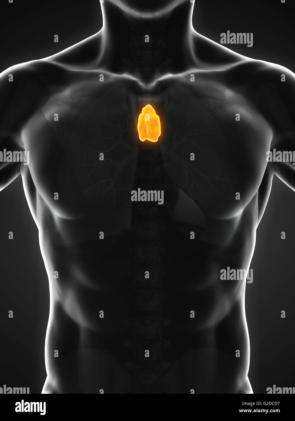 The Thymus And The Thyroid Gland High Resolution Stock Photography and ...