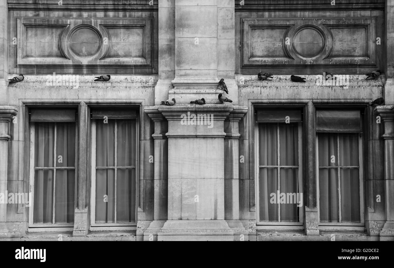 Row of Pigeons Sitting on Building Façade, Paris, France Stock Photo ...