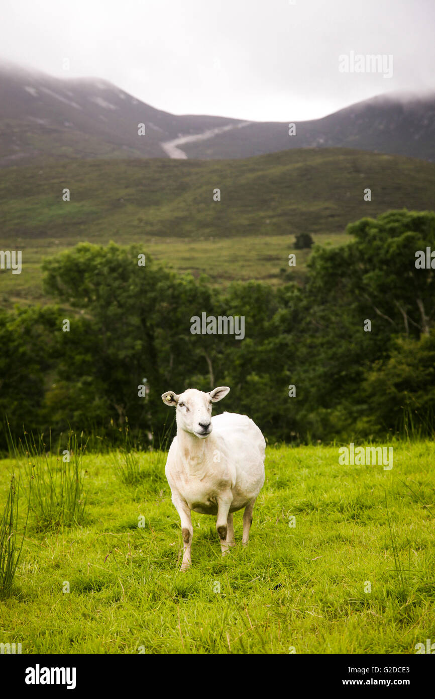 Lone Sheep in Field With Mountains in Background, Ireland Stock Photo ...