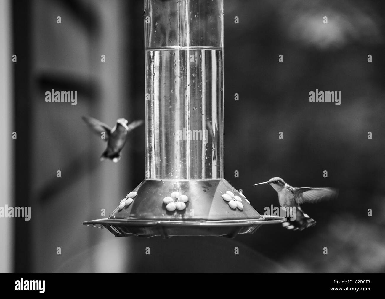 Feeder wildlife Black and White Stock Photos & Images - Alamy