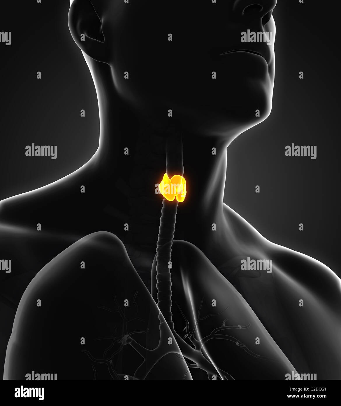 Human Thyroid Gland Anatomy Stock Photo - Alamy