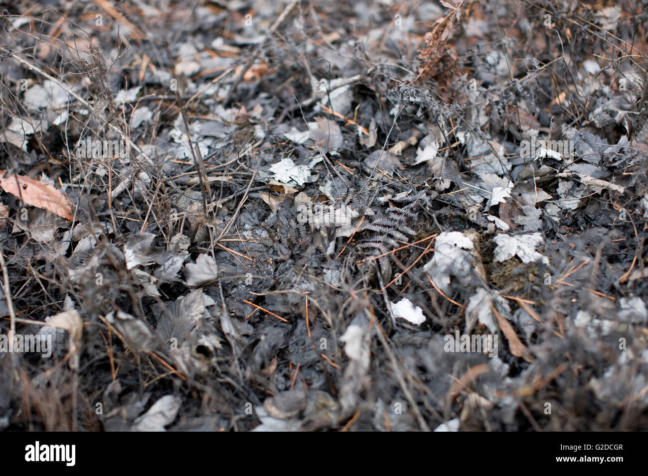 Dead Leaves on Ground Stock Photo - Alamy