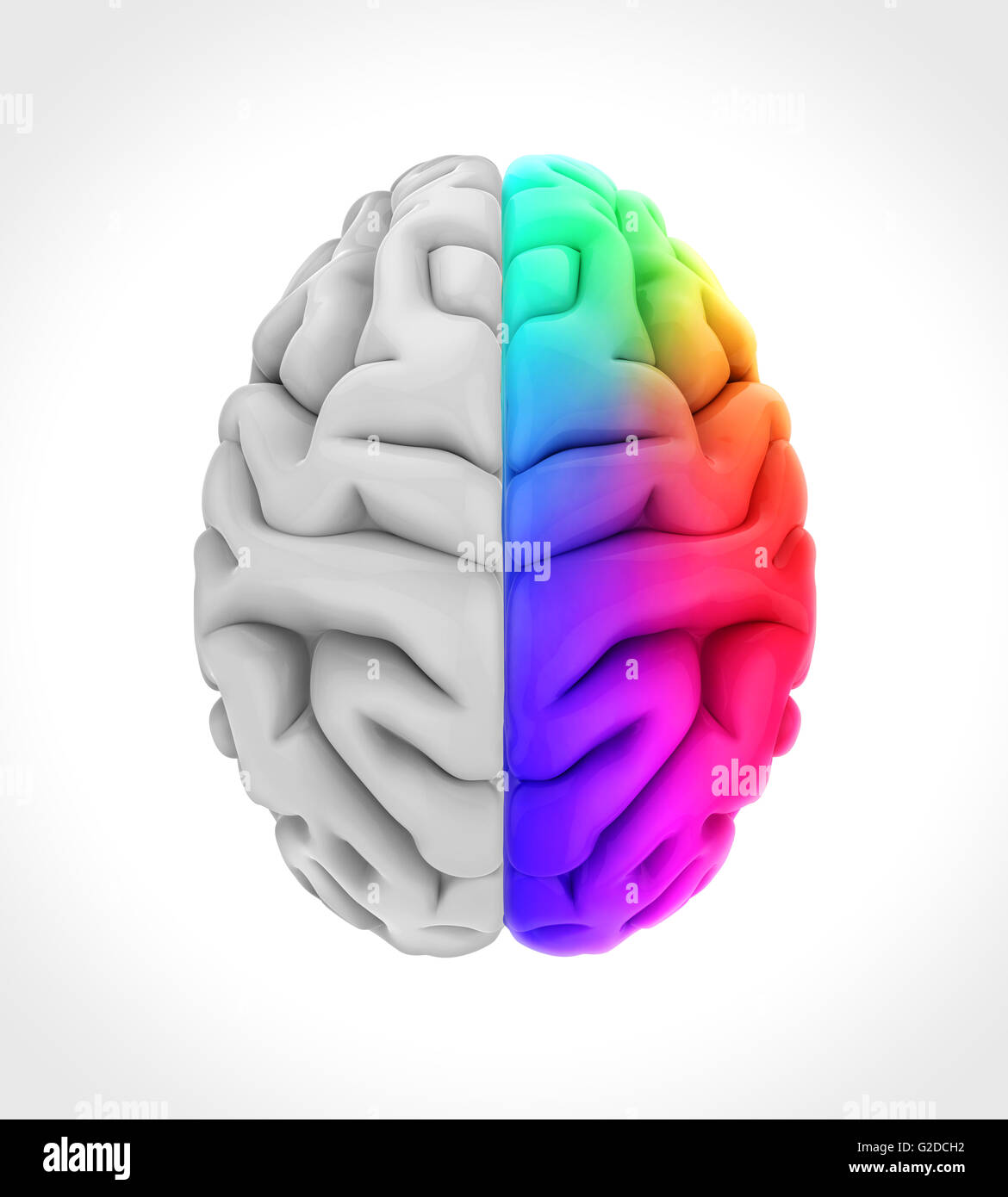 Left and Right Human Brain Stock Photo - Alamy