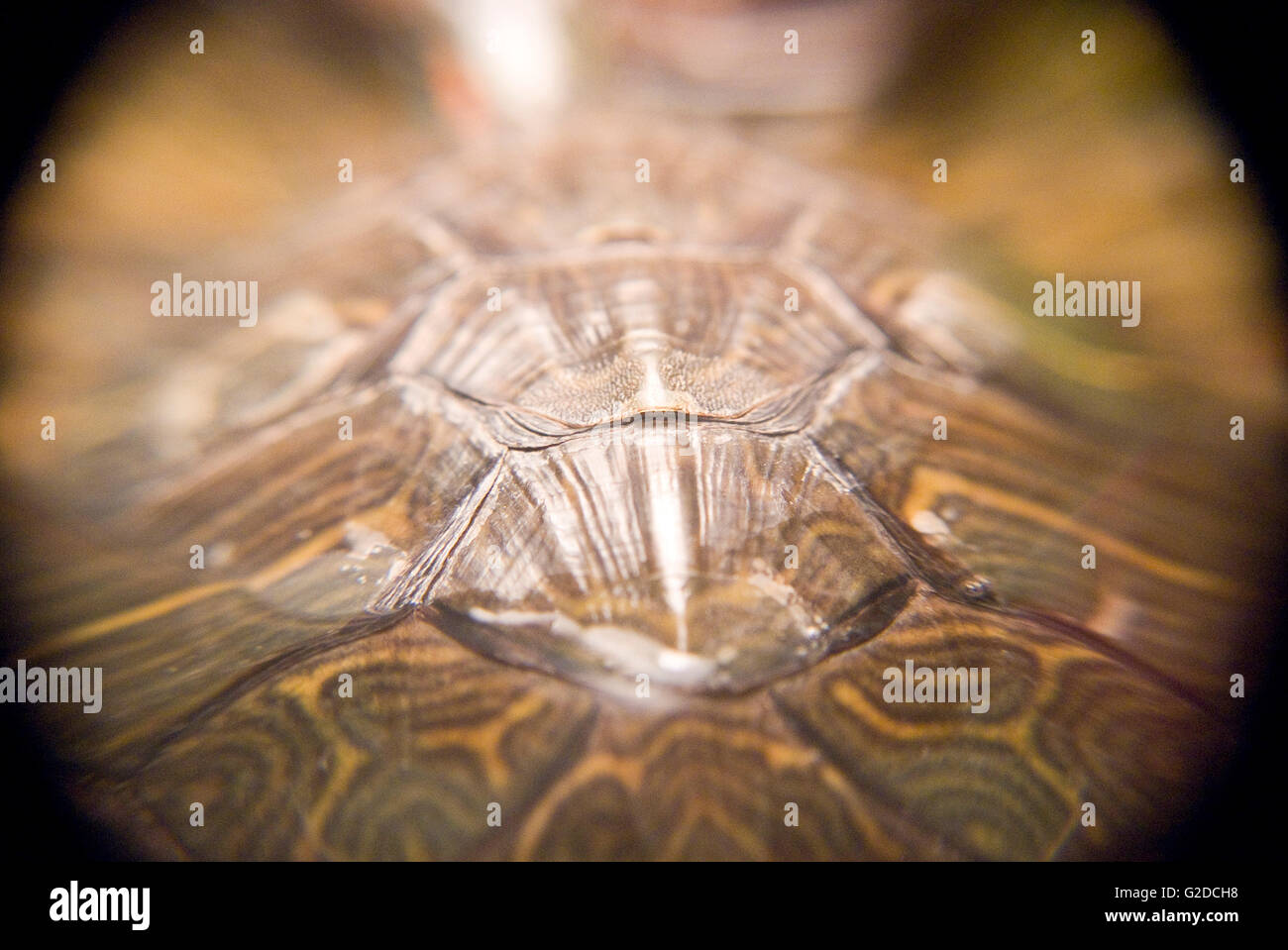 Macro Detail of Turtle Shell Stock Photo - Alamy