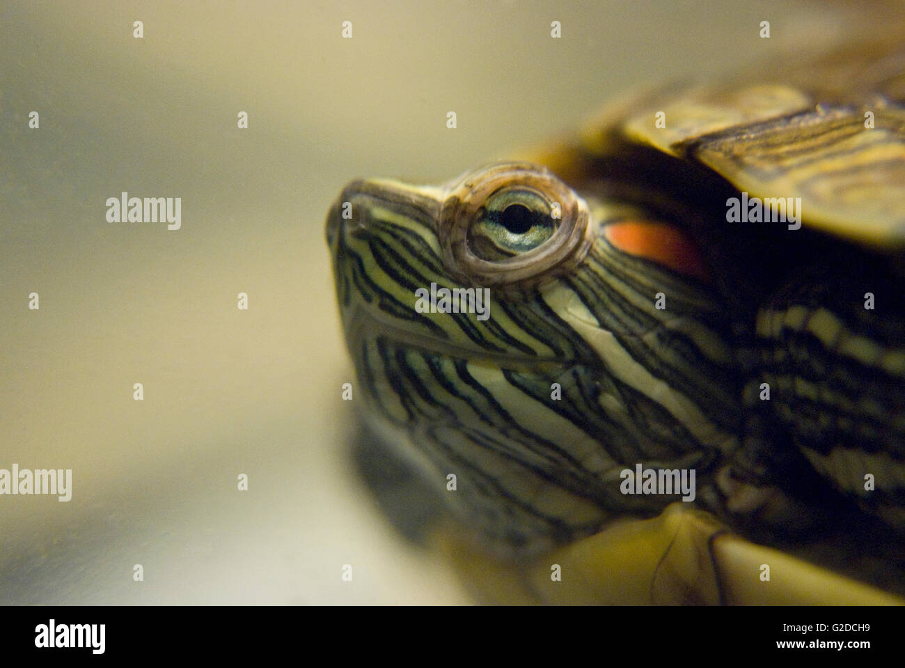 Turtle Head Close-up Stock Photo - Alamy