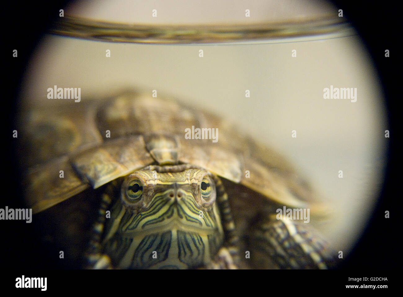 Close-up of Turtle Under Water Stock Photo - Alamy
