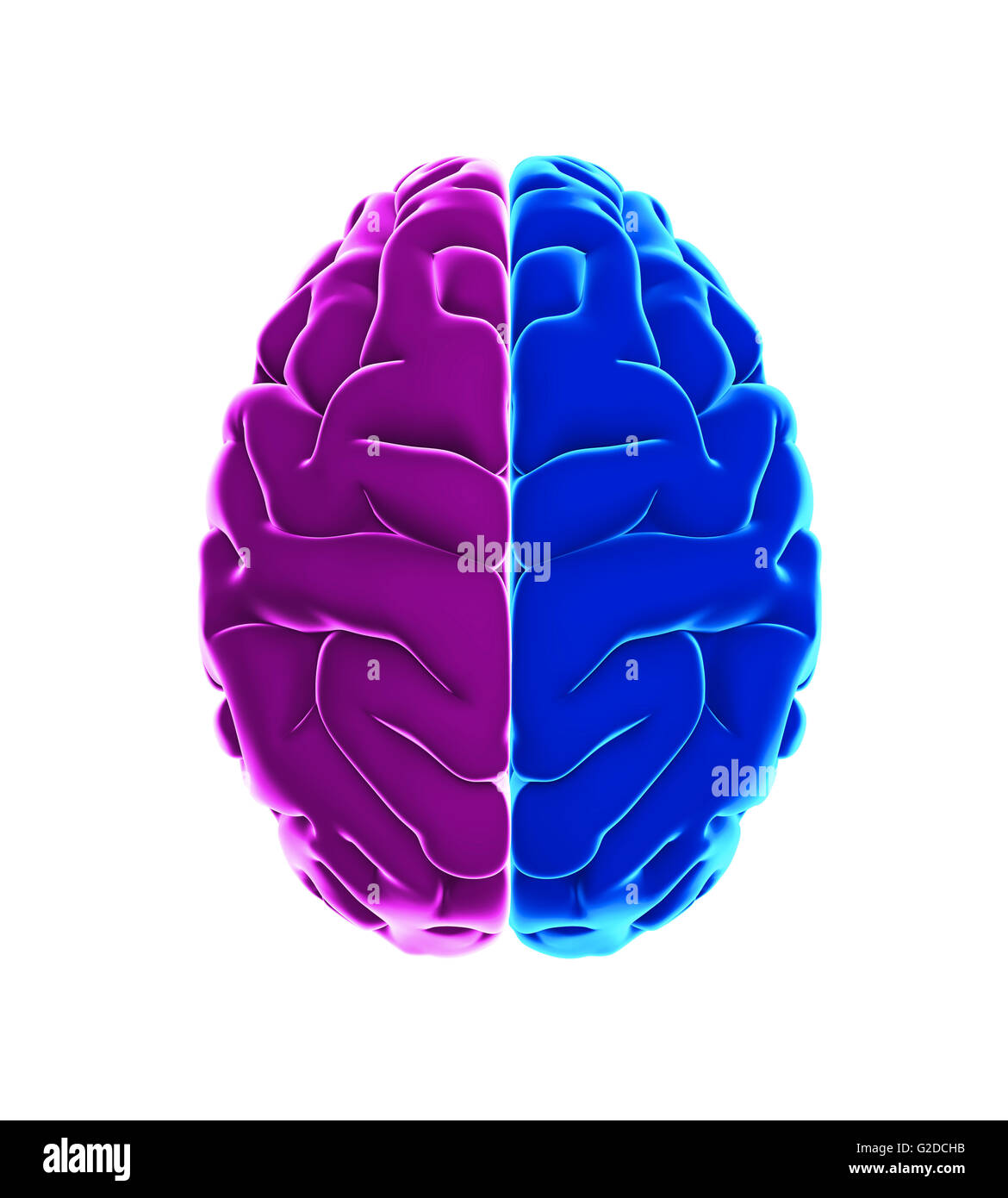 Left and Right Human Brain Stock Photo - Alamy