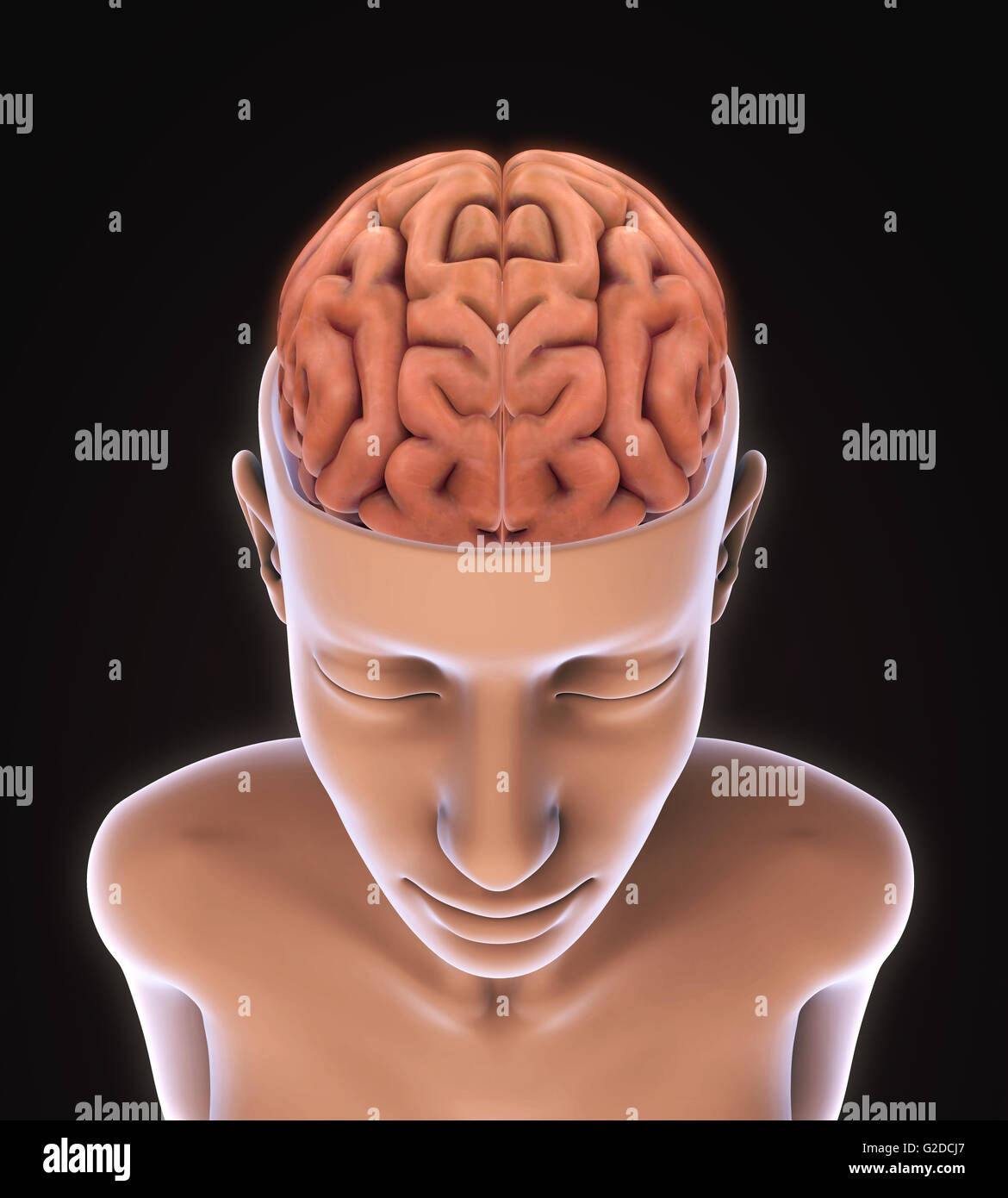 Human Brain Anatomy Stock Photo - Alamy