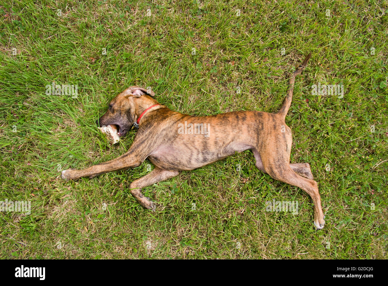 Dog chewing grass hi-res stock photography and images - Alamy