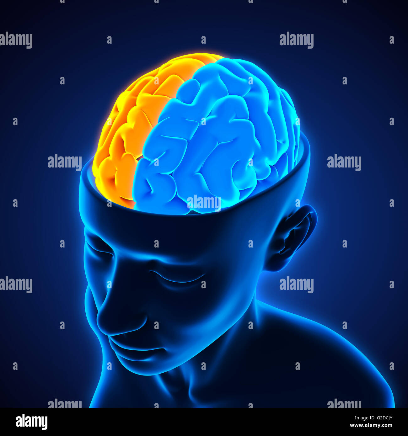 Human head anatomy hi-res stock photography and images - Alamy