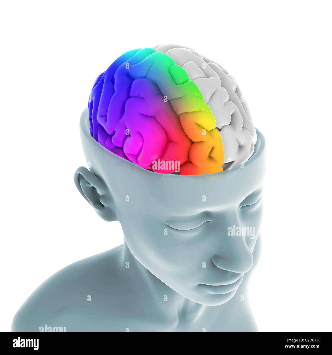 Human head anatomy hi-res stock photography and images - Alamy