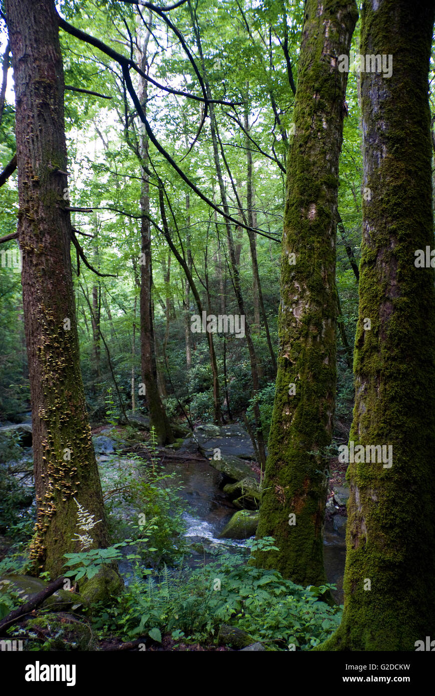 Running into woods hi-res stock photography and images - Alamy