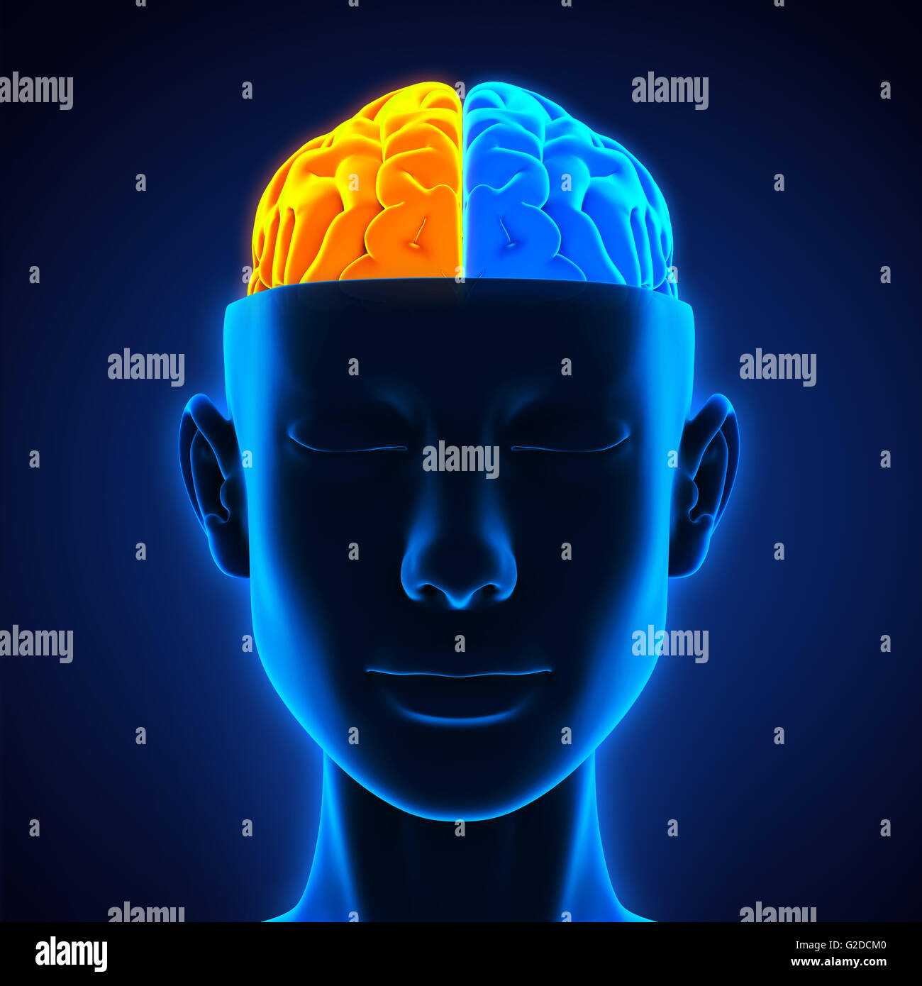 Left and Right Human Brain Stock Photo - Alamy