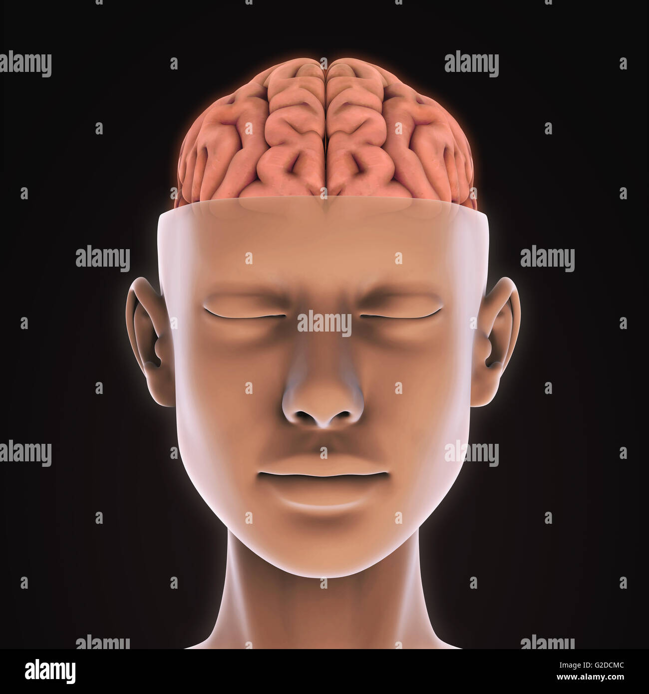 Human Brain Anatomy Stock Photo - Alamy