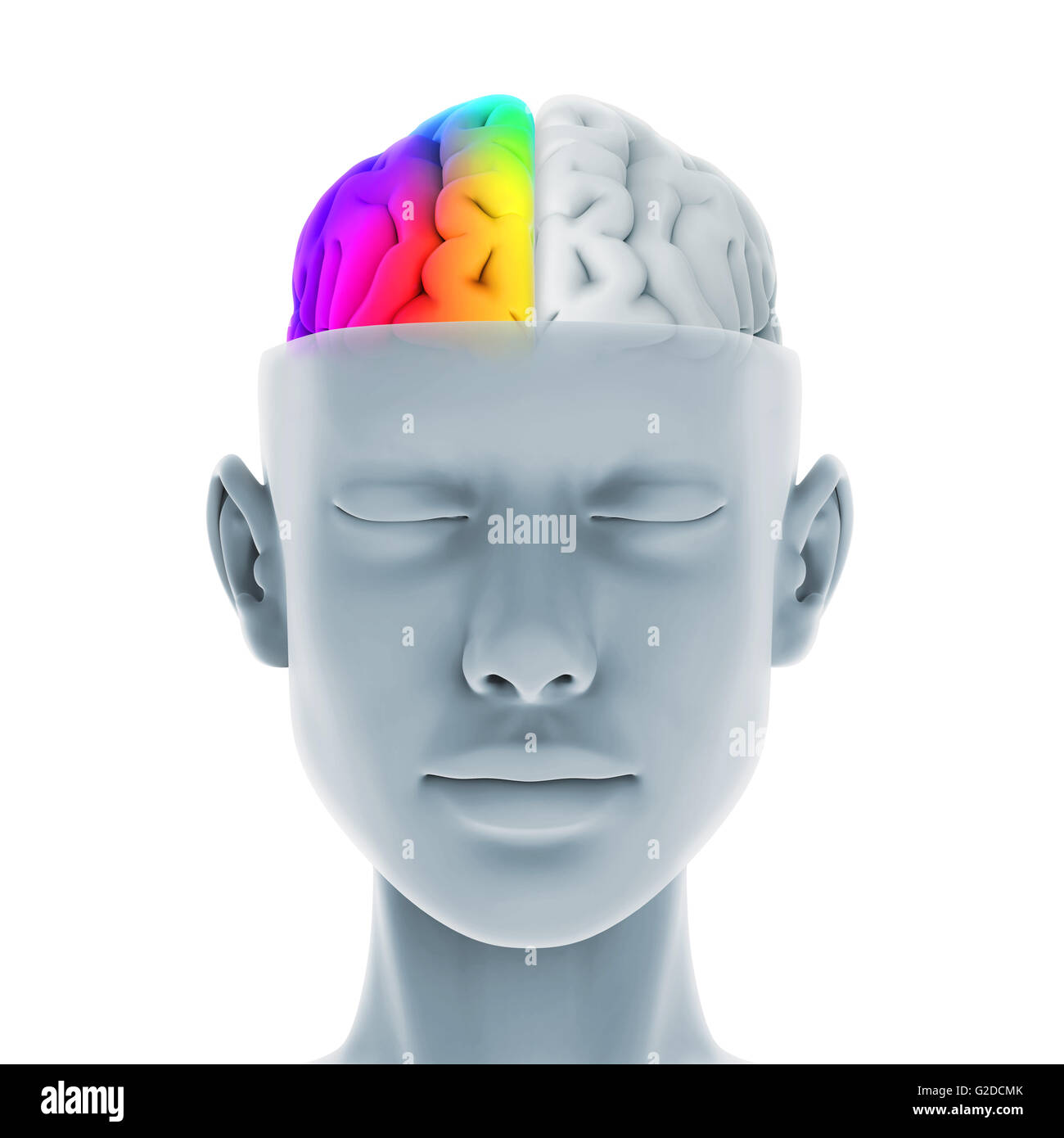 Human head anatomy hi-res stock photography and images - Alamy