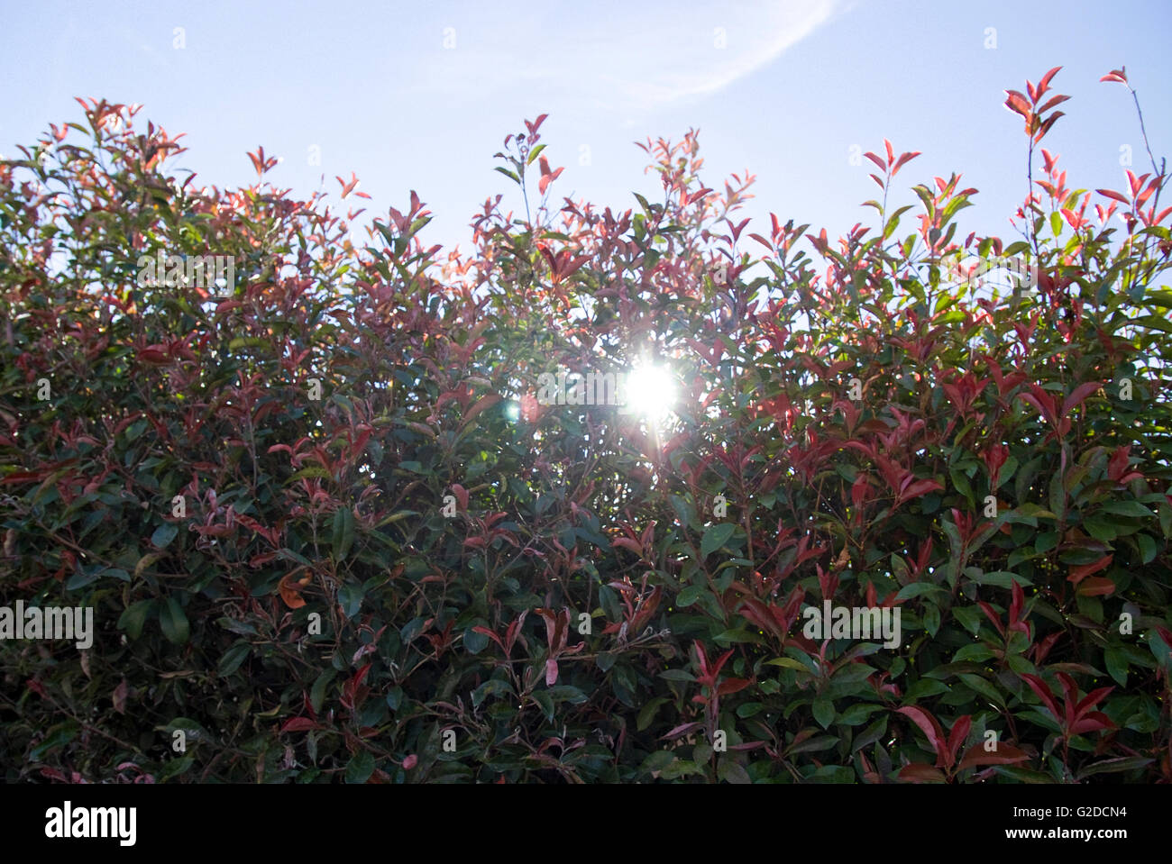 Sun Shining Through Bush With Red and Green Leaves Stock Photo - Alamy