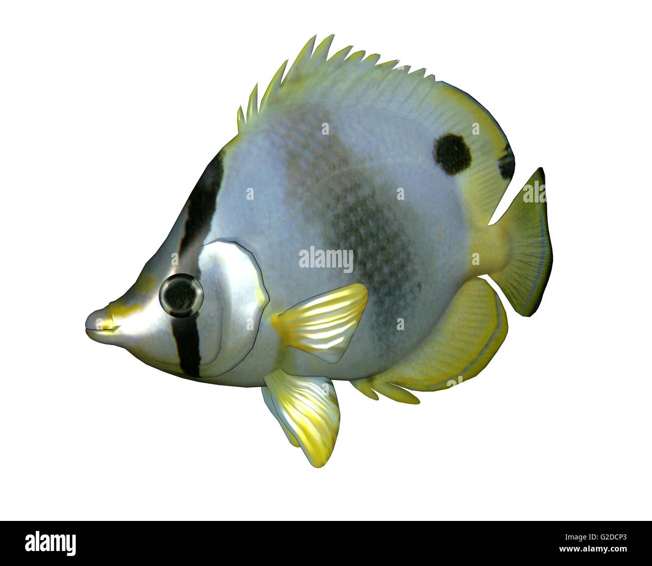 Butterflyfish isolated in white background - 3D render Stock Photo - Alamy
