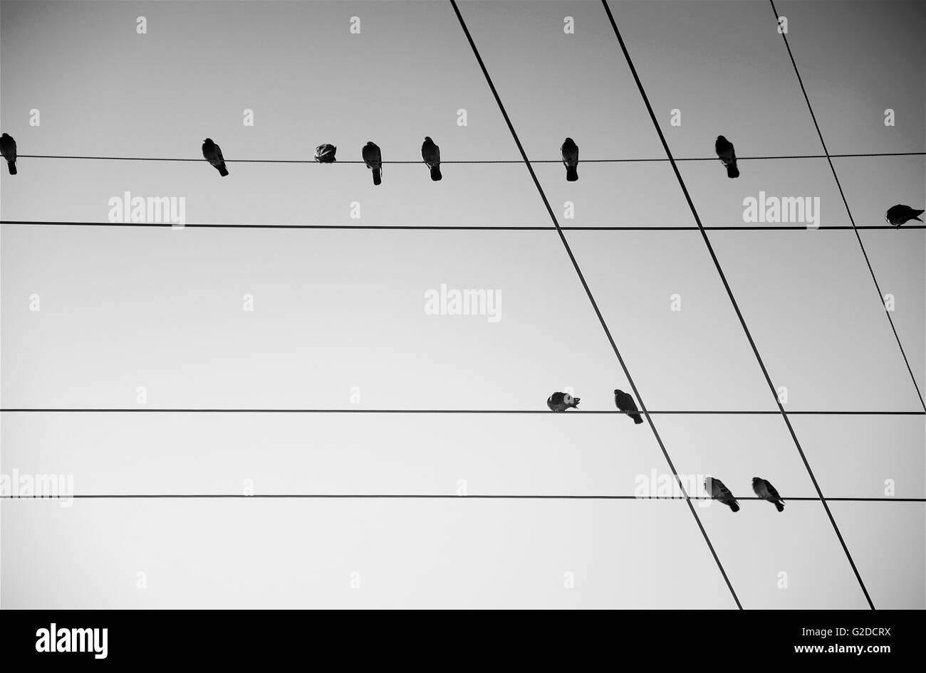 Wires with birds hi-res stock photography and images - Alamy