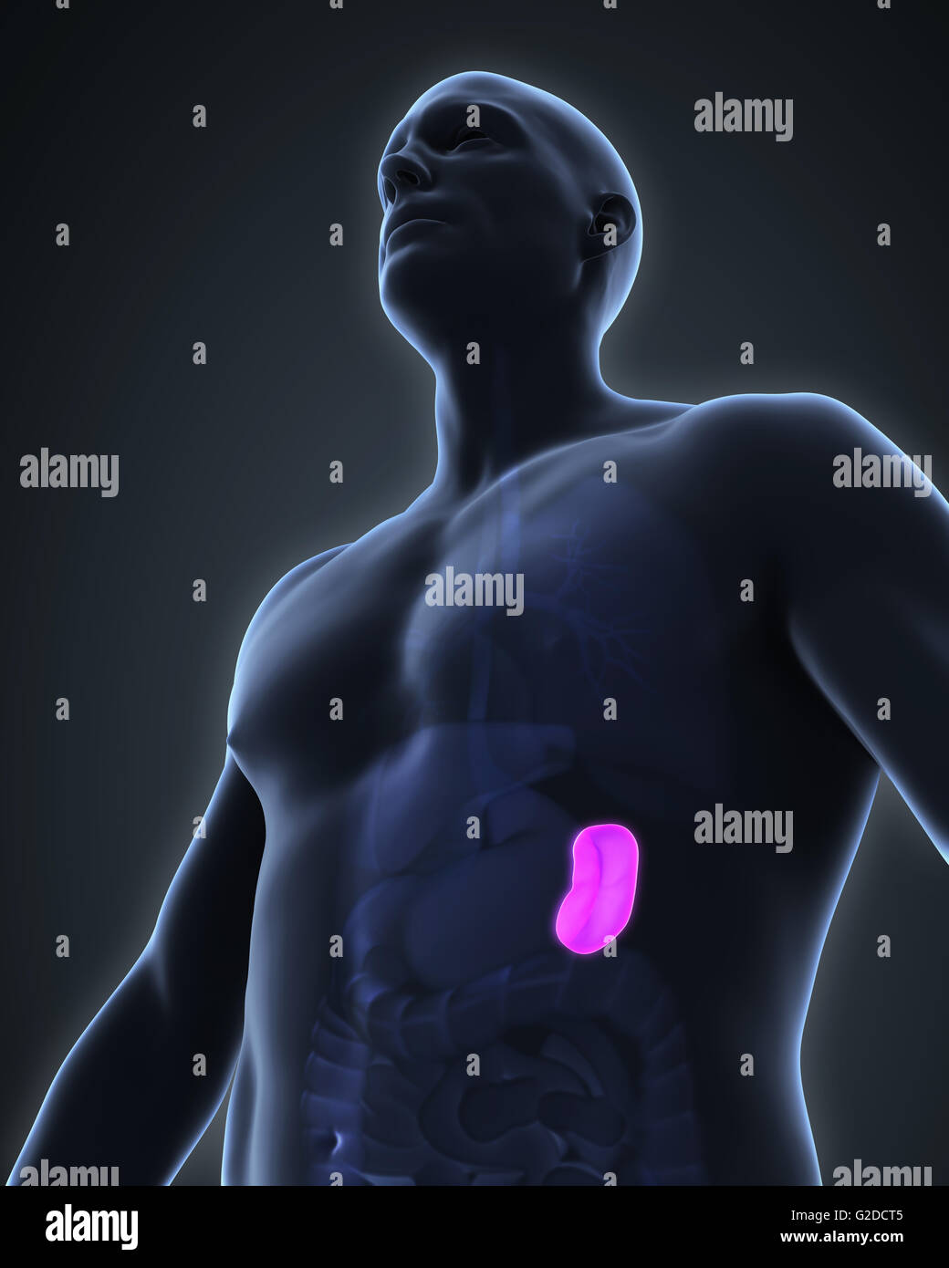 Human Spleen Anatomy Stock Photo - Alamy
